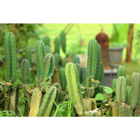 Jual Kaktus Kobabe 20 Cm 40 Cm Shopee Indonesia