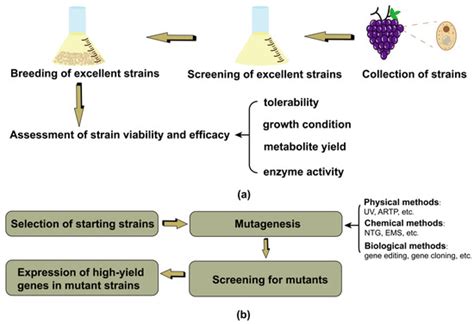 Application Of Strain Selection Technology In Alcoholic Beverages A Review