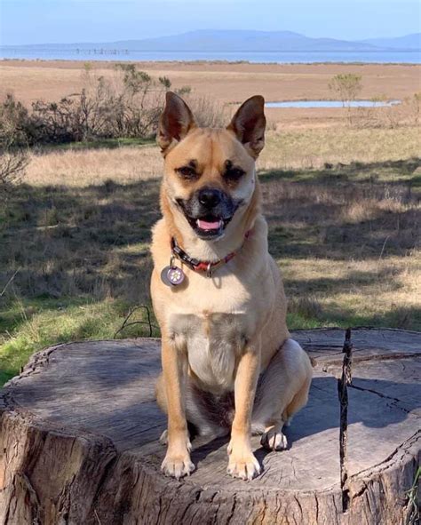 Shug German Shepherd And Pug Mix Info Pictures Facts Faqs And More