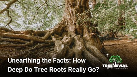 How Deep Do Tree Roots Grow At Charlott Leff Blog