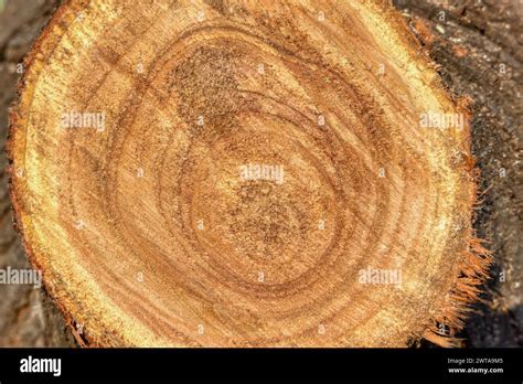 Cross Section On Hardwood Tree Trunk Texture For Design Elements
