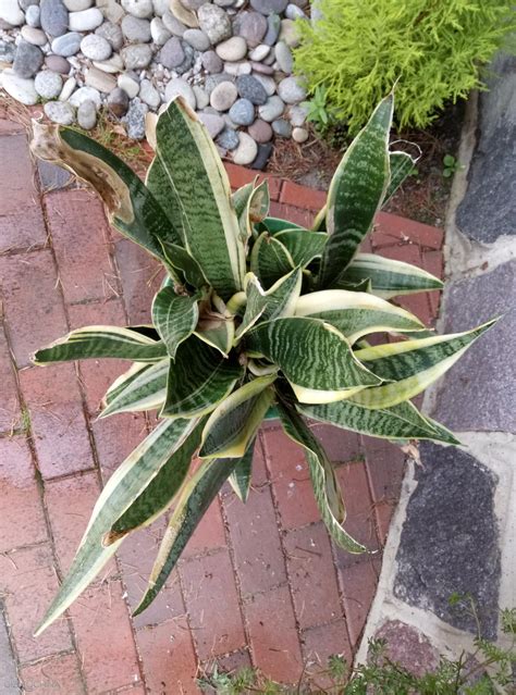 Meizu M Review A Great Cheap Smartphone Gizmochina