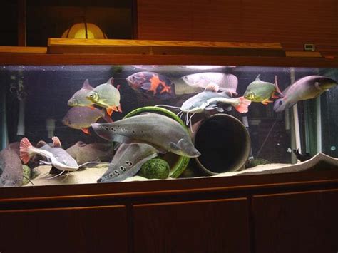 Jardini Arowana Tank Mates