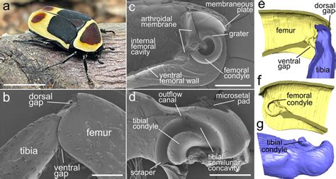 Pachnoda Marginata Beetle And The Structure Of The Femoro Tibial Joint