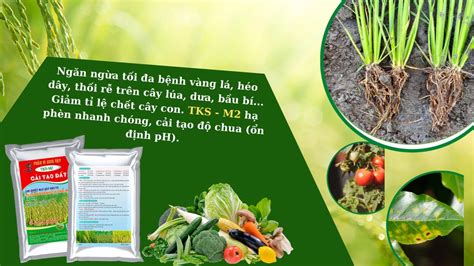 Vaitròcủađấtđốivớicâytrồng Hashtag