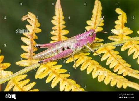 Pink Morph Of Meadow Grasshopper Chorthippus Parallelus Acrididae