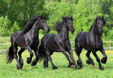 Friesian Horse Breed Guide Facts History And Colors