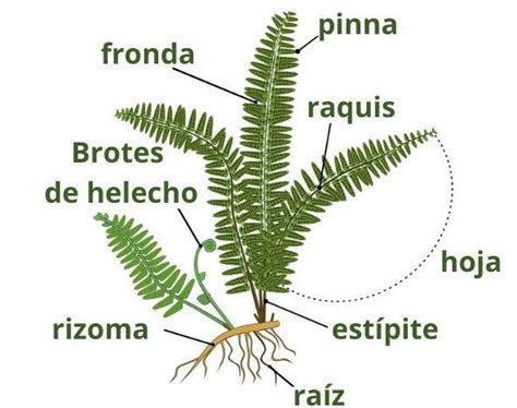 Ubica Las Partes De Una Planta Ptridofita Ayuda Porfa Brainlylat
