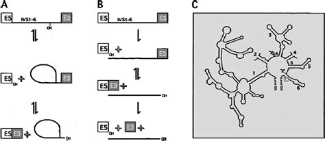A Splicing Occurs By A Two Step Transesterification Reaction In Download Scientific Diagram