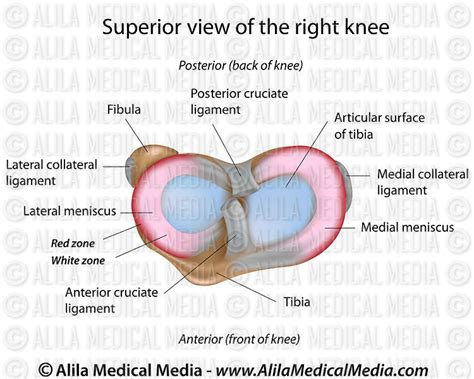 Alila Medical Media Knee Meniscus Labeled Diagram Medical Illustration