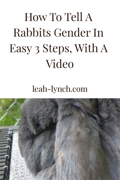 How To Identify A Rabbit Gender At Maddison Alexis Blog