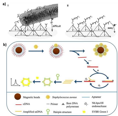 Strategies For The Dna Nanostructure Based Detection Of Whole Download Scientific Diagram