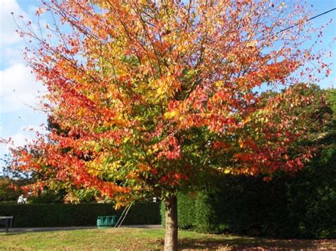 Accelerating Tree Growth Strategies For How To Get Trees To Grow Faster Micro Farm Days Accelerating Tree Growth Strategies For How To Get Trees To Grow Faster Micro Farm Days