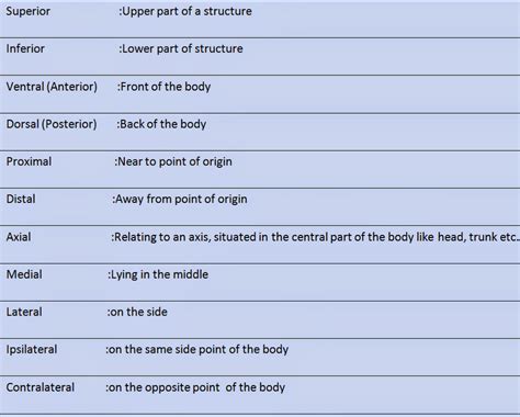 Directional Terms Anatomical Orientation And Directions Human
