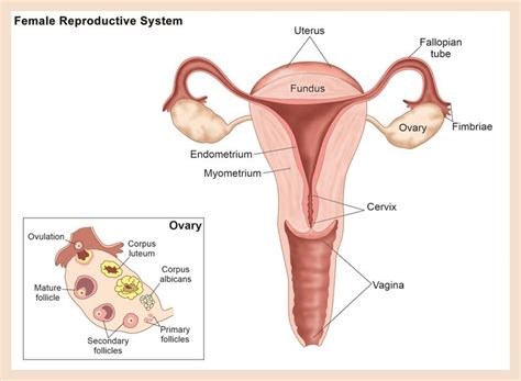 Follicle Female Reproductive System