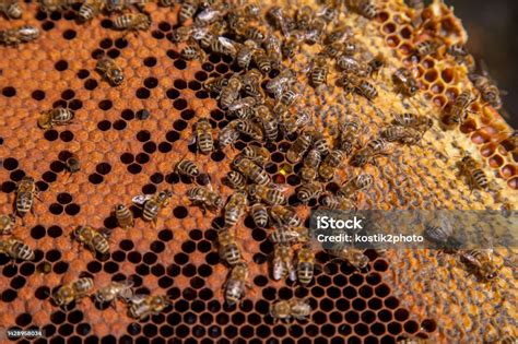 벌집에 꿀벌 작업 그들의 젊음을 위해 봉인 되 고 열려있는 세포를 가진 벌집 안에 꿀벌 0명에 대한 스톡 사진 및 기타 이미지 0명 곤충 꽃가루 Istock