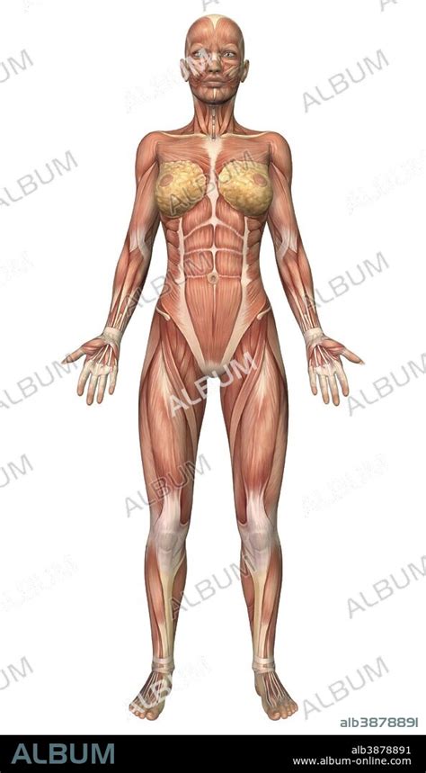 Female Body Diagram Organs The Female Muscular System Laminated