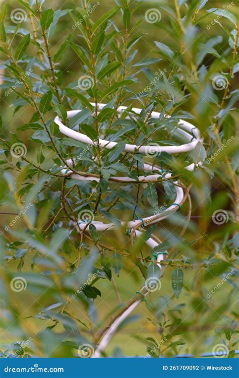 Vertical Shot Of A Green Plant Growing On A Circular Metallic Structure