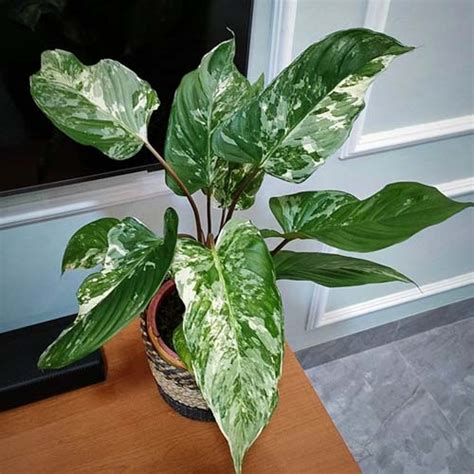 Philo Violin Lavi Flora Indonesia