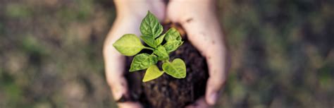 Carbon Offsetting How It Works And The Benefits For Businesses