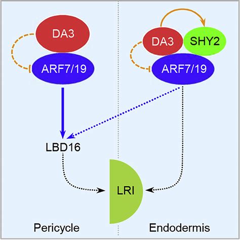 Control Of Lateral Root Initiation By Da3 In Arabidopsis Cell Reports