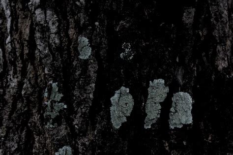 Premium Photo Dark Tree Bark Abstract Texture