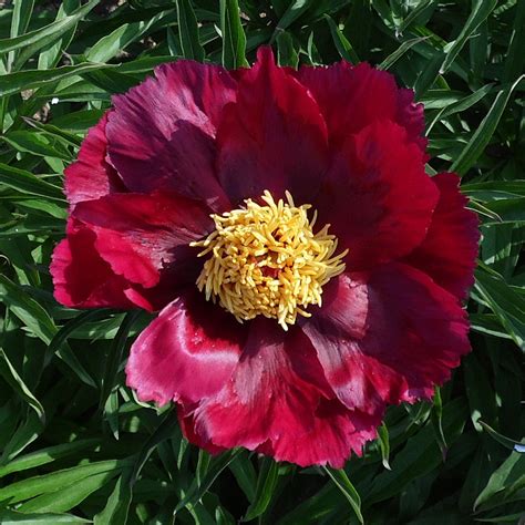 Peony Early Scout Sheywest