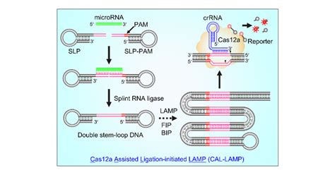 Crispr Cas12a Assisted Ligation Initiated Loop Mediated Isothermal Amplification Cal Lamp For