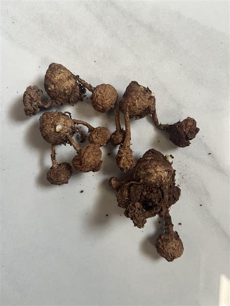 Need Help Identifying Bulbs Rgardening