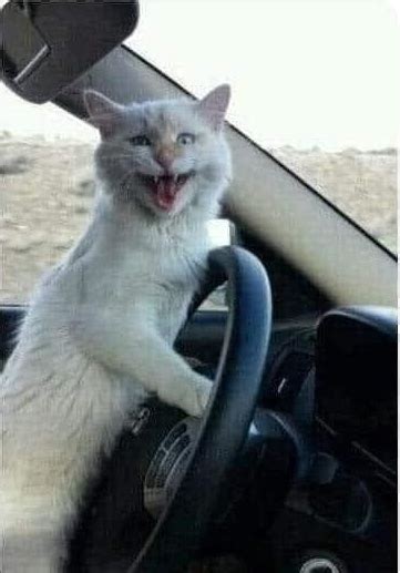 Crazy Cat Drives Car Laughing Cat In Car Meme Generator Imgflip