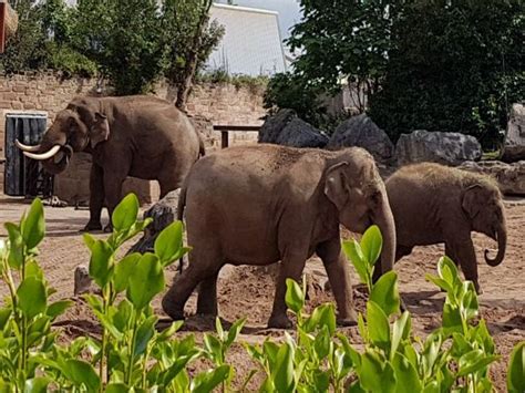 Preventing Extinction ~ Ks3 Teaching Resources