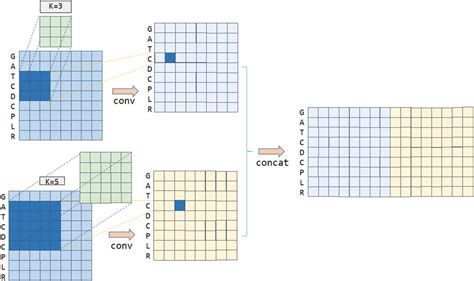 Frontiers Anticancer Peptide Prediction Via Multi Kernel Cnn And Attention Model