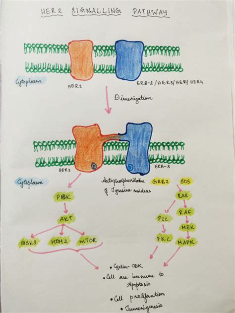 Diagram The Her2 Signaling Pathway From Ligand Binding To The