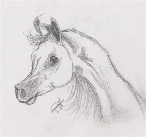 Arabian Horse Sketch Simple And Elegant