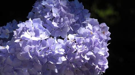 20 Free Lavender Hydrangea And Lavender Images Pixabay