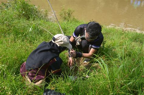 Utm And Kg Sg Timun Empower Mangrove Conservation Through An