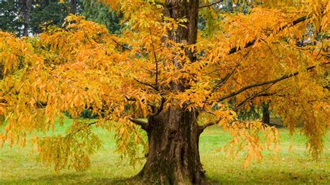 Best Fast Growing Trees For Your Yard Complete Guide