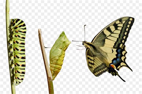 Collection Of Caterpillar Into Butterfly Png Pluspng