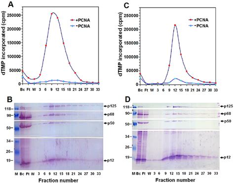 Purification Of Recombinant Human Pol D Heterotetramer By Download Scientific Diagram
