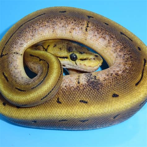 Enchi Spinner Calico Ball Python Hatchling