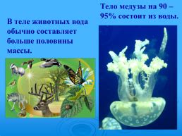 Презентация - Бережное отношение к воде (34 слайда)