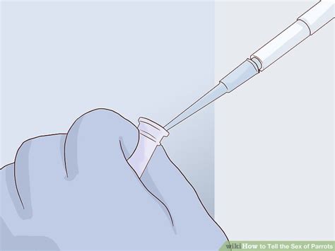 How To Tell The Sex Of Parrots 12 Steps With Pictures Wikihow