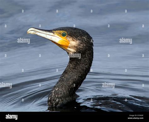 Extreme Close Up Of The Head And Upper Body Of A Great Cormorant