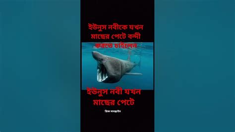মহান আল্লাহ তাআলা যখন ইউনুস নবীকে মাছের পেটে বন্দী করতে চাইলেন Youtube