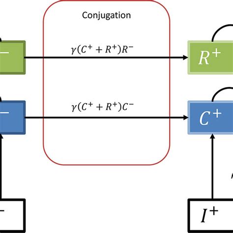 diagram of the dynamical mathematical model used to infer different