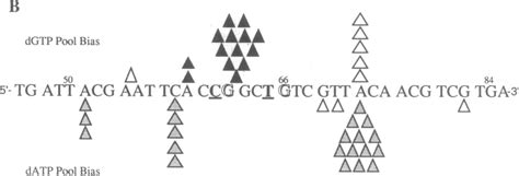 Spectra Offrameshifts From Reactions With Excess Dgtp And Datp The Download Scientific Diagram