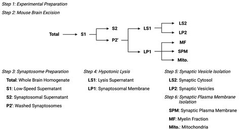 Video Subcellular Fractionation For The Isolation Of Synaptic