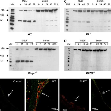 Complement C3 Activation In Wild Type Wt And Complement Deficient