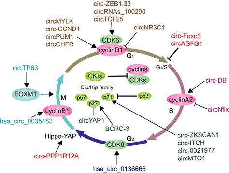 circrna impact cell cycle progression by regulating diverse cell cycle download scientific
