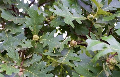 Types Of Oak Tree Leaves